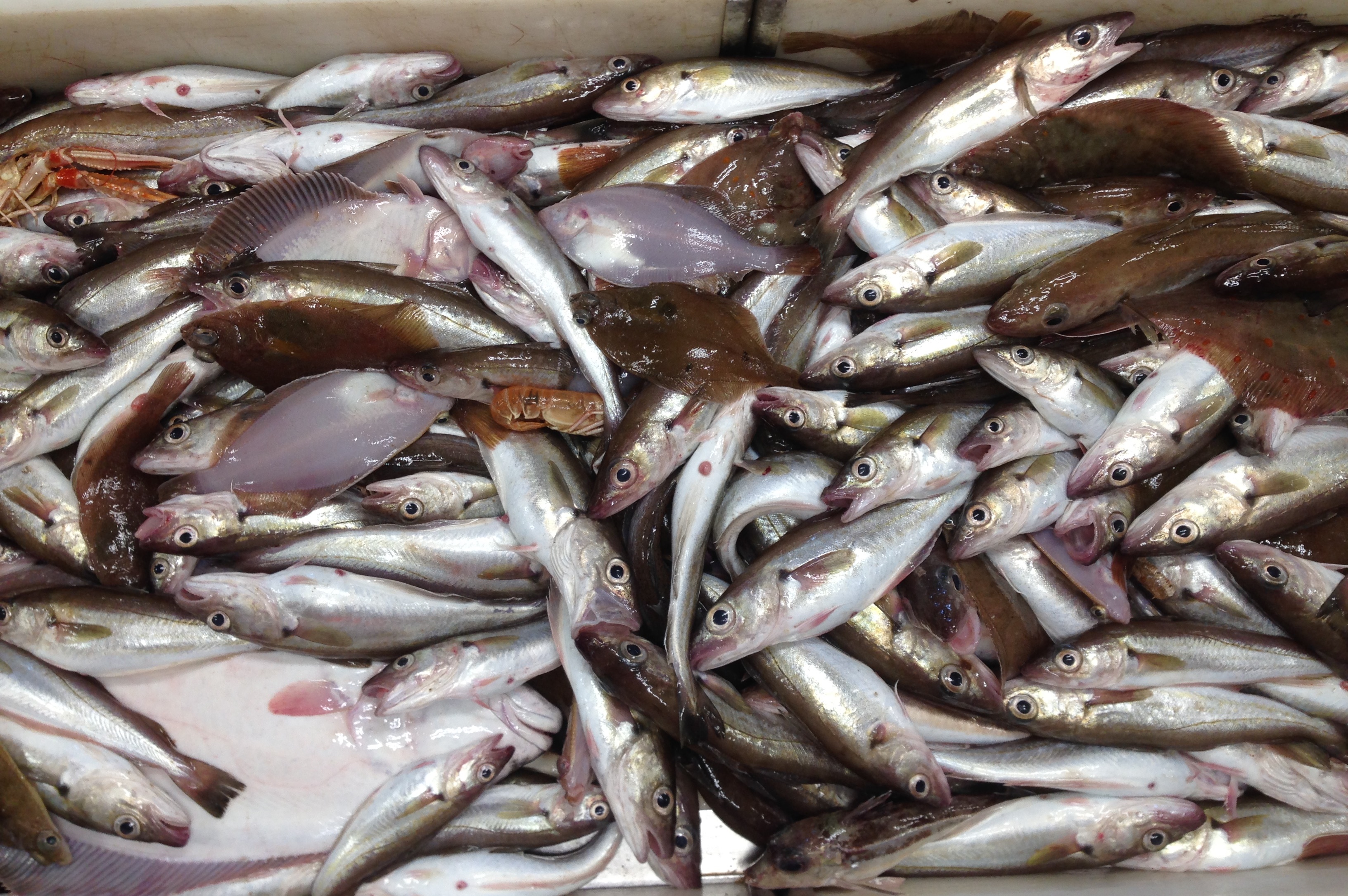 Changes in community traits of North Sea fish not similar in time and ...