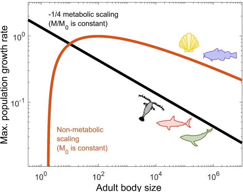 Not all groups follow the -1/4 prediction of the Metabolic Theory of Ecology - Centre for Ocean Life
