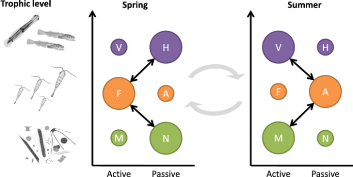Trophic trait coupling and seasonal succession in plankton - Centre for ...