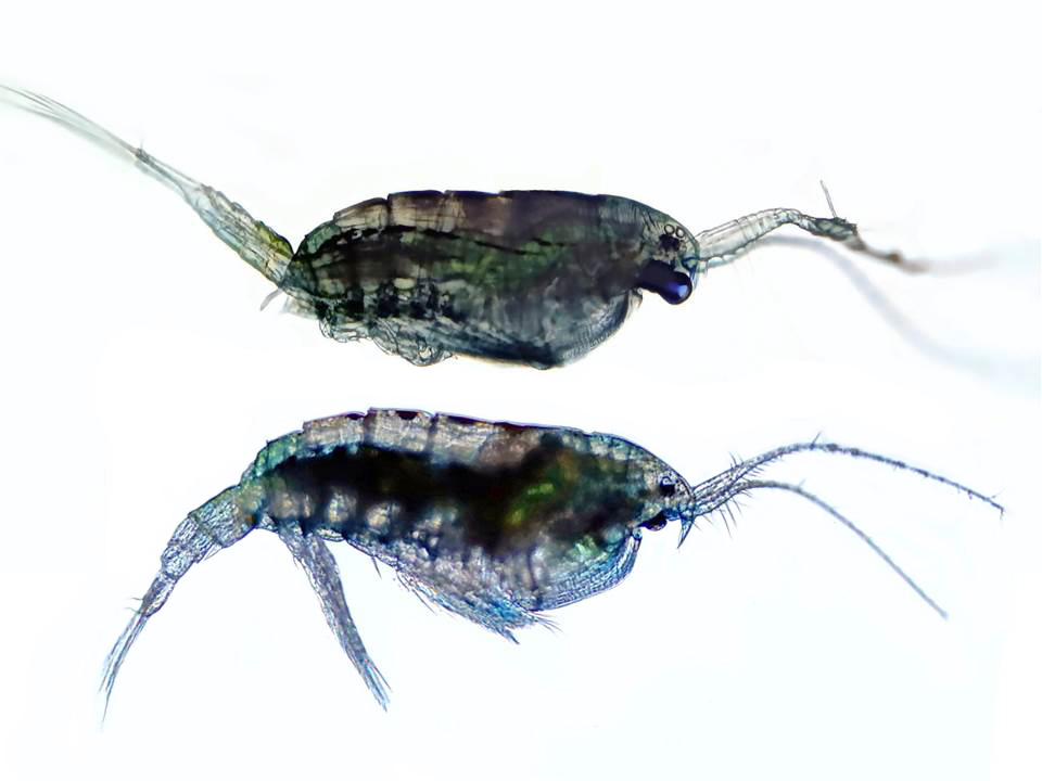 Flying Copepods - Centre for Ocean Life