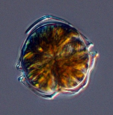 New paper: Modelling the cost of toxin production in phytoplankton ...