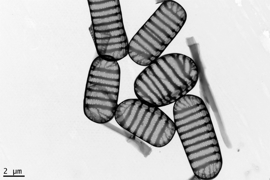 Silicified cell walls as a defensive trait in diatoms - Centre for ...