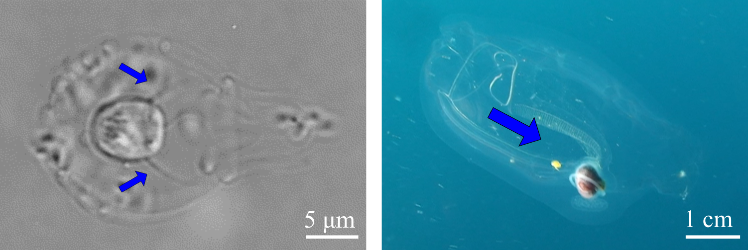 Dense dwarfs versus gelatinous giants - Centre for Ocean Life