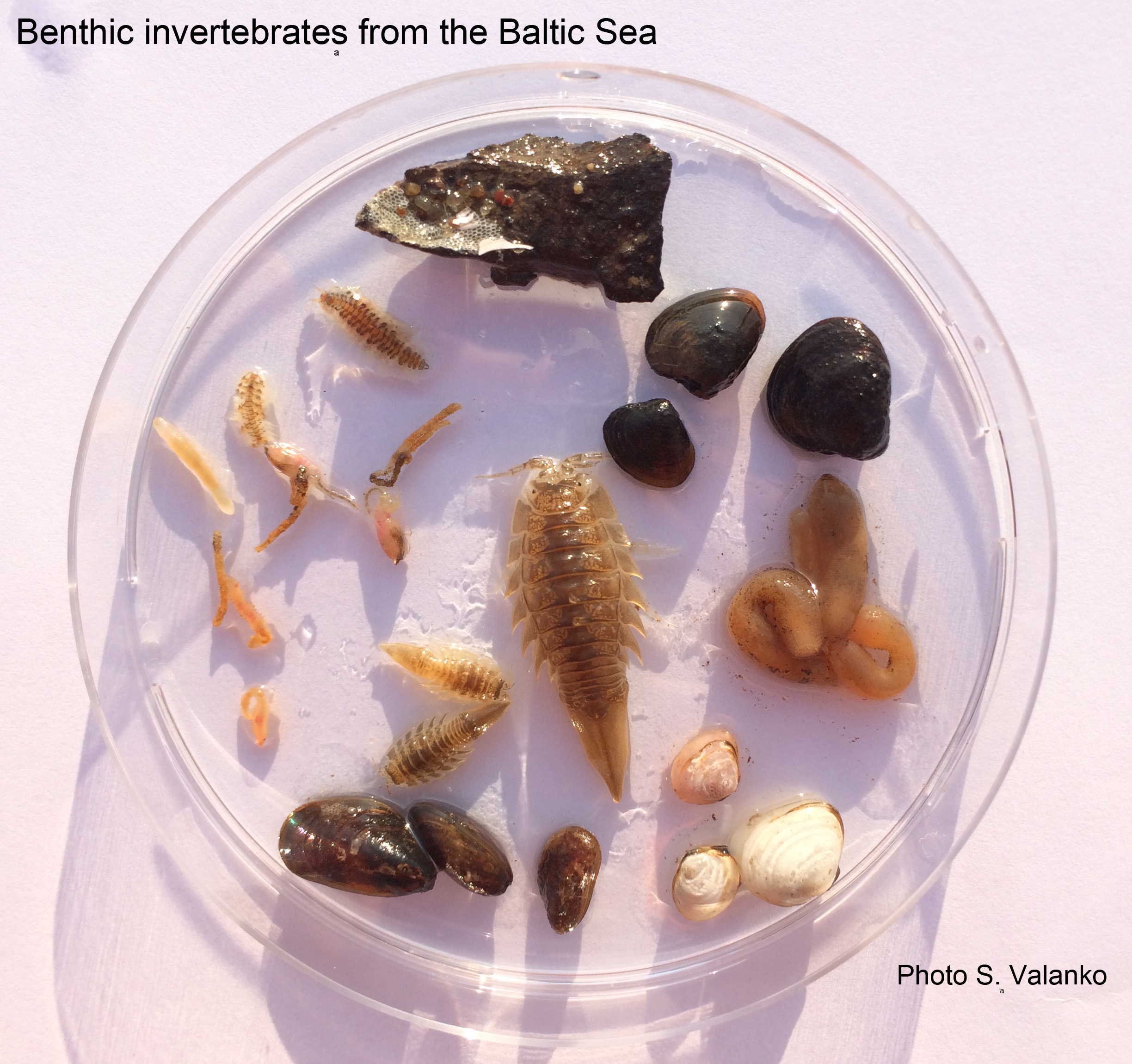 Evaluating benthic community impact from bottom trawling and hypoxia ...