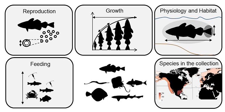 A trait collection of marine fish species - Centre for Ocean Life