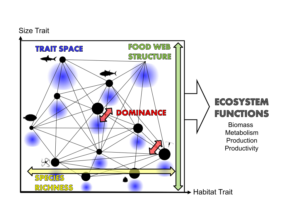 Biodiversity and ecosystem functions in multi-trophic communities ...