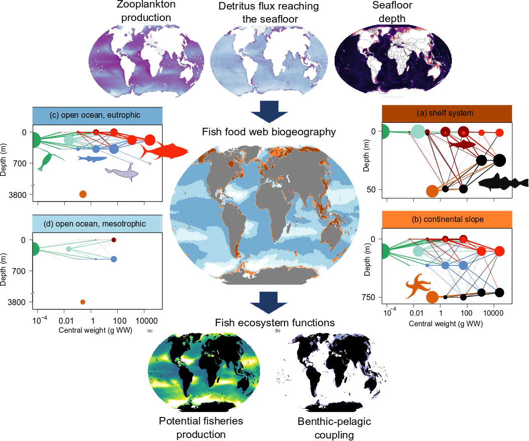 Emergent fish food web biogeography - Centre for Ocean Life