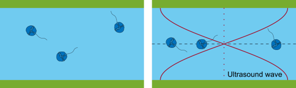 Using Ultrasound to Tether Microorganisms - Centre for Ocean Life