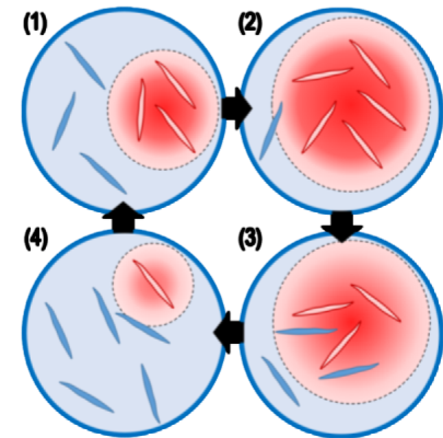 Evolution of toxicity as a public good in phytoplankton - Centre for ...