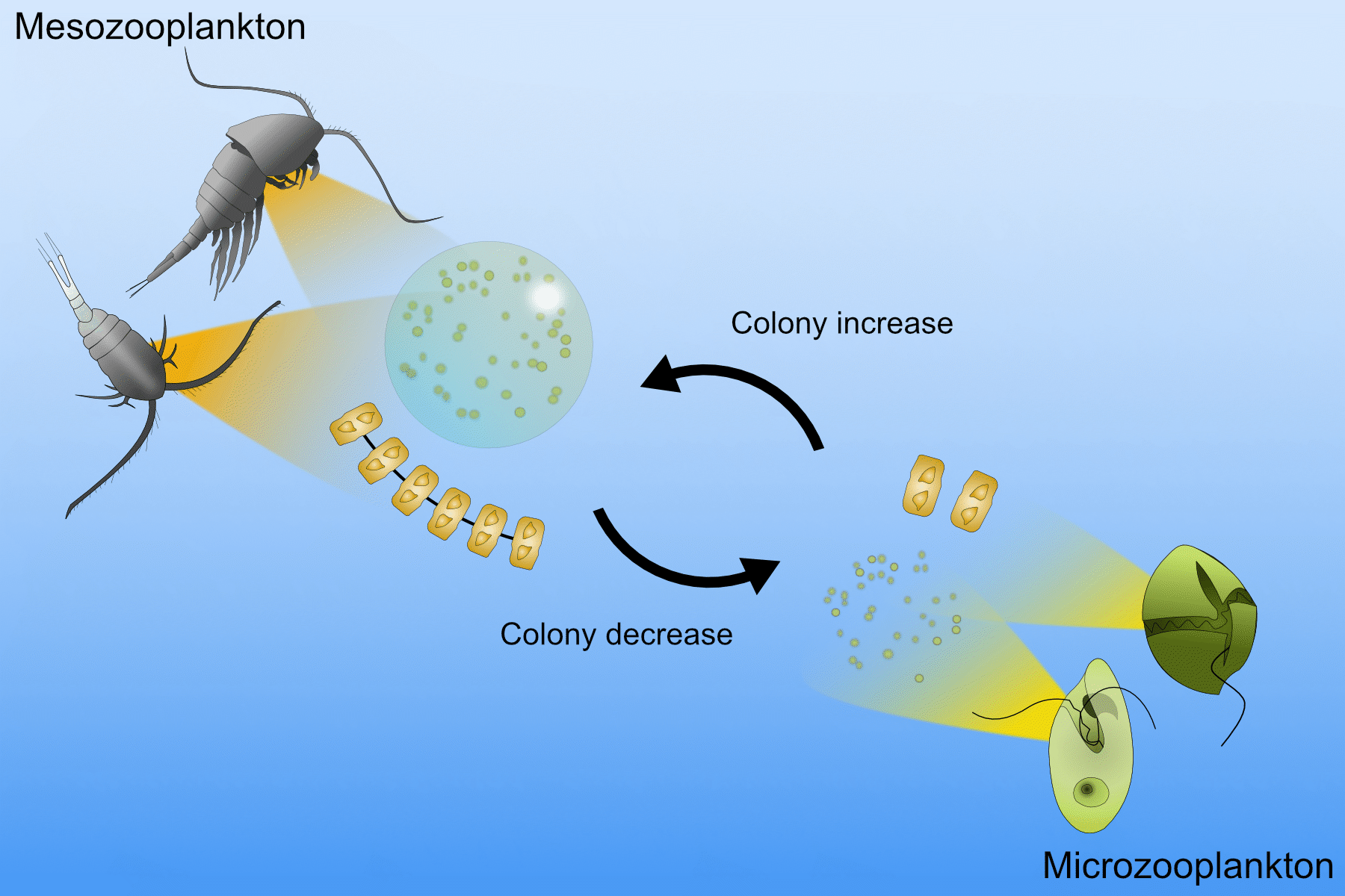 Predator field and colony morphology determine the defensive benefit of ...