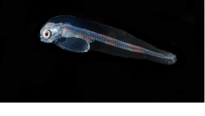 Popular scientific article in Aktuel Naturvidenskab: Why do fish lay ...