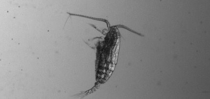 Fast food: efficient prey handling in suspension feeding copepods ...