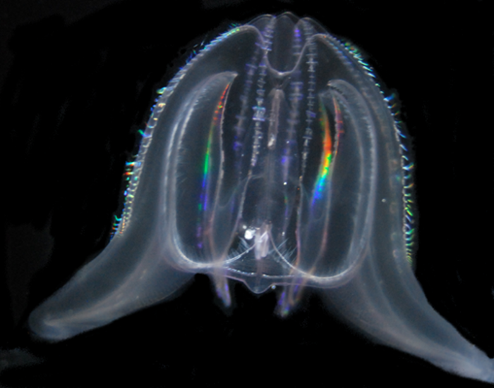 New paper in J Plankton Research: ‘Reproduction rates under variable ...