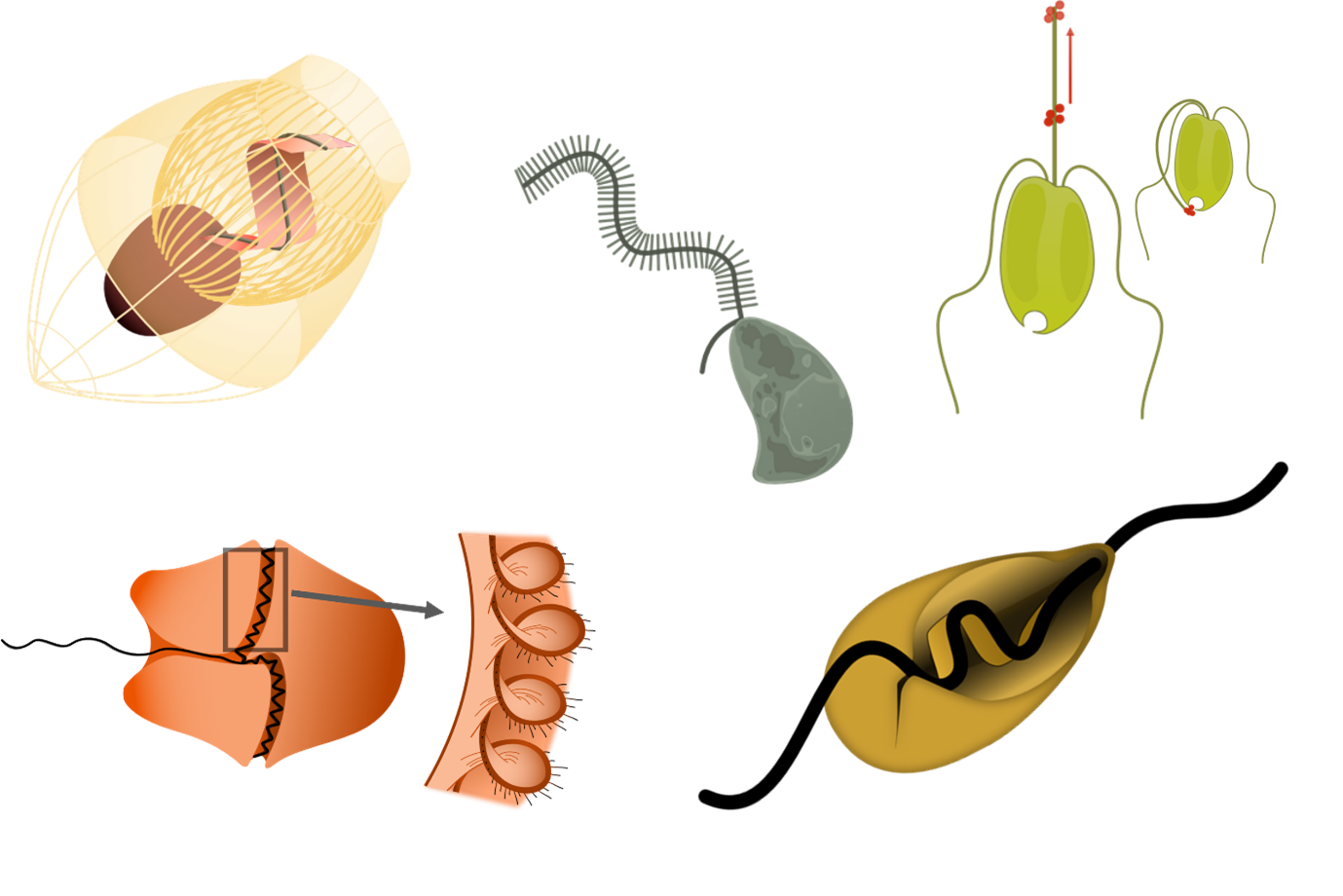 Predation in a microbial world - Centre for Ocean Life