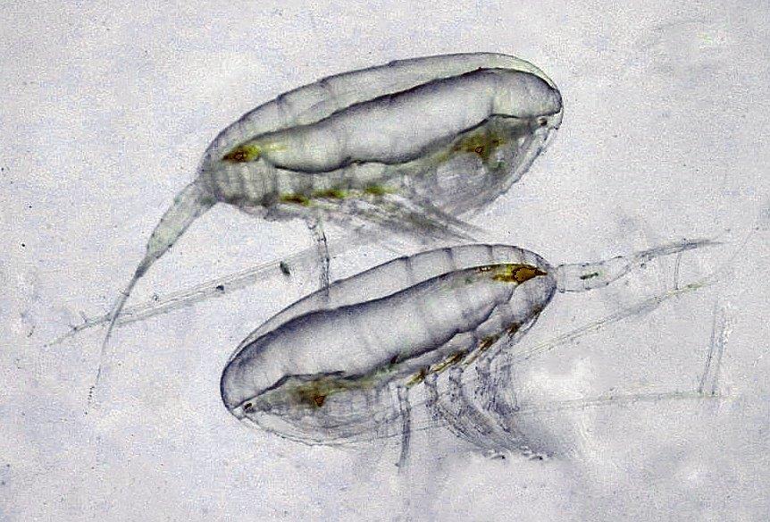Copepod Drawing